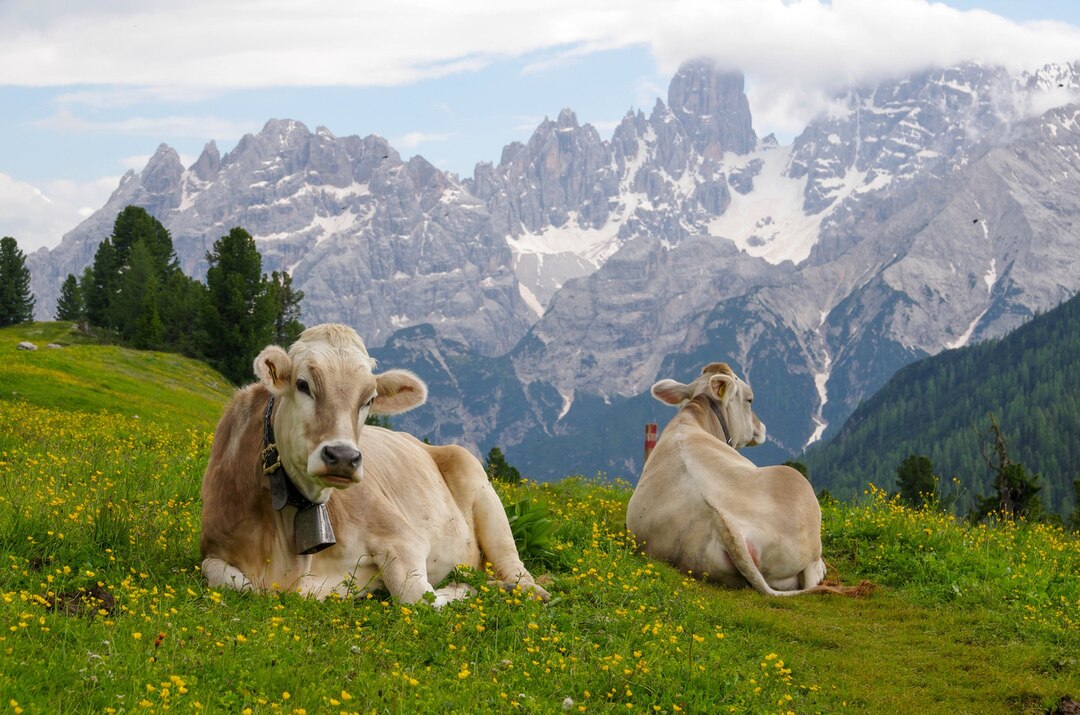 Destination Dinner: Swiss Alps | Highland Center for the Arts